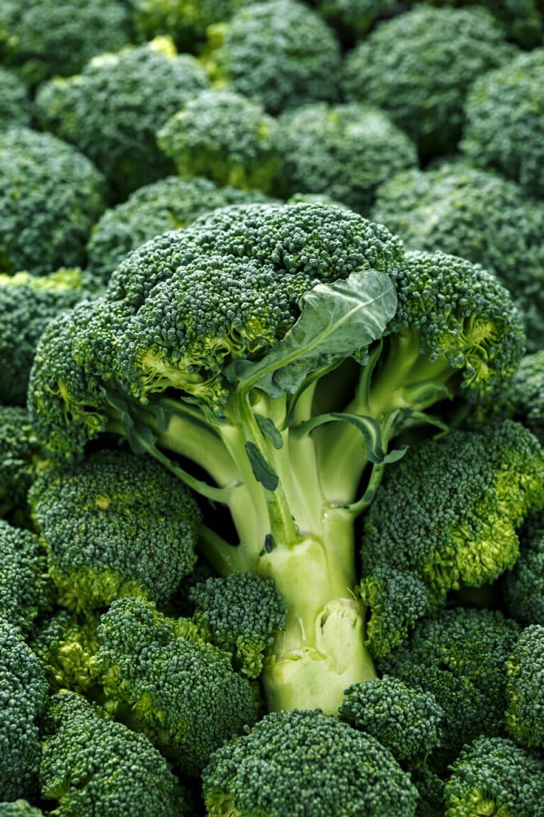 When to Harvest Broccoli for the Freshest and Most Flavorful Bites