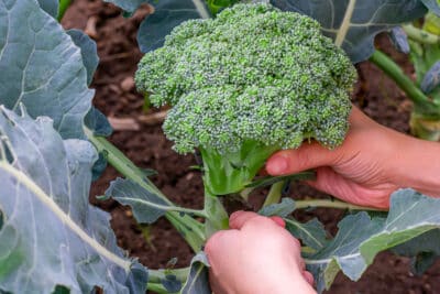When to Harvest Broccoli for the Freshest and Most Flavorful Bites