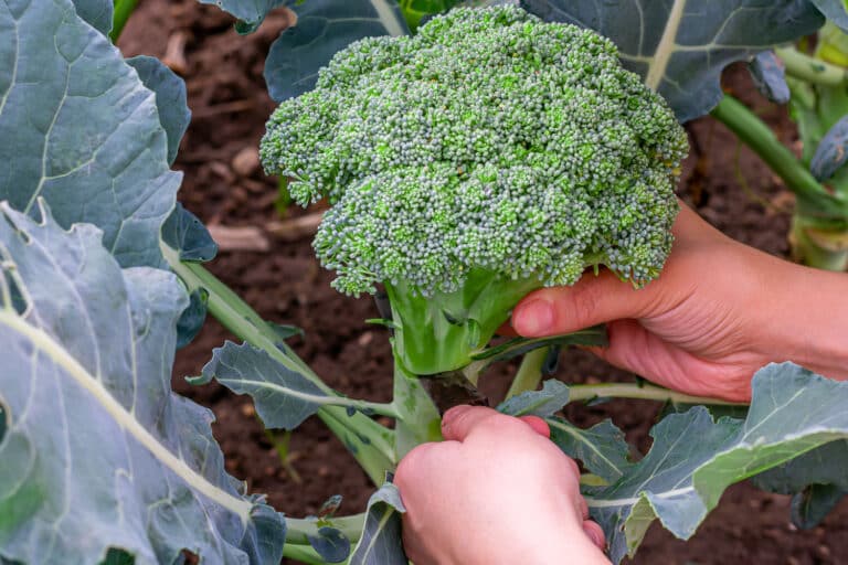 When to Harvest Broccoli for the Freshest and Most Flavorful Bites