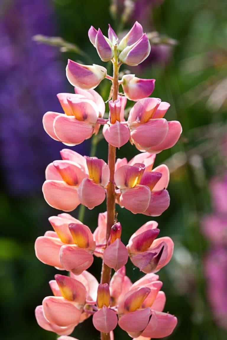 How to Grow Lupins - A Guide For Growing Robust Displays