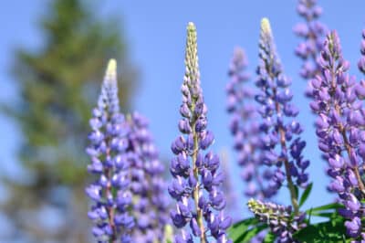 How to Grow Lupins - A Guide For Growing Robust Displays