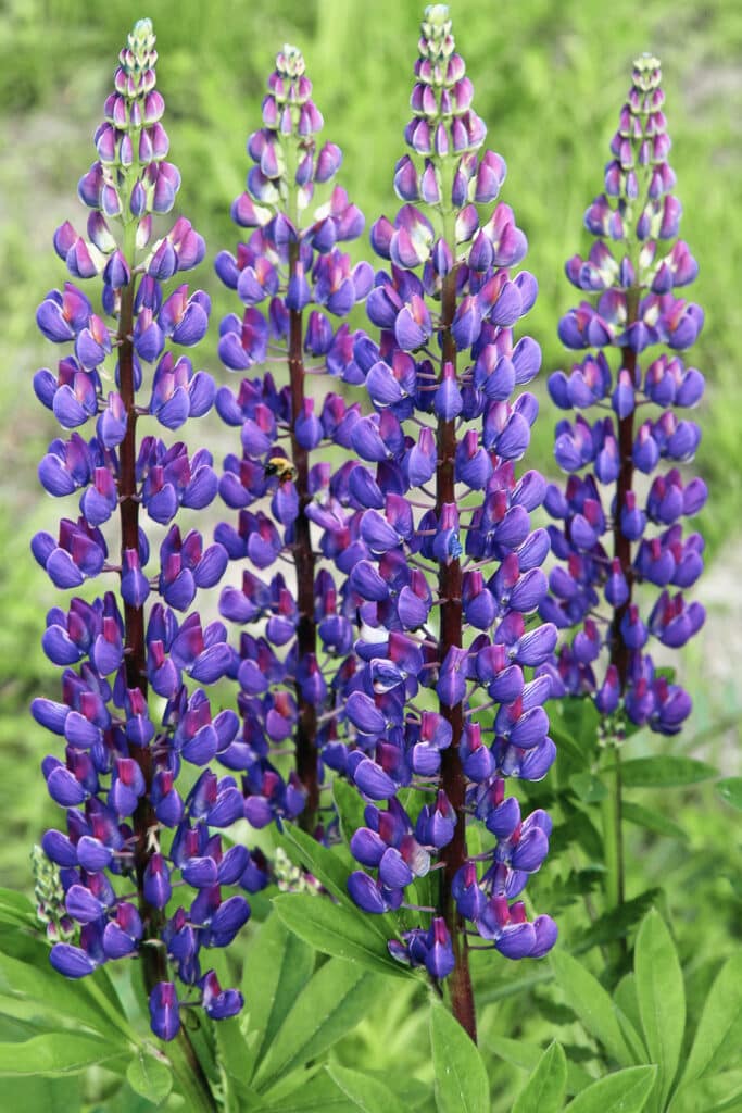 How to Grow Lupins - A Guide For Growing Robust Displays