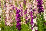 Larkspur Flowers: A Beginner's Guide to Growing Vibrant Larkspurs