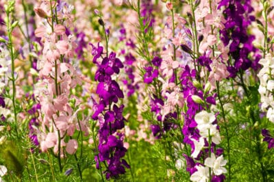 Larkspur Flowers: A Beginner's Guide to Growing Vibrant Larkspurs