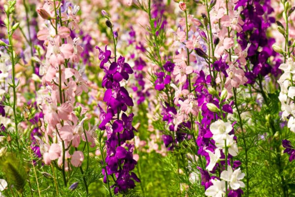 Larkspur Flowers: A Beginner's Guide to Growing Vibrant Larkspurs