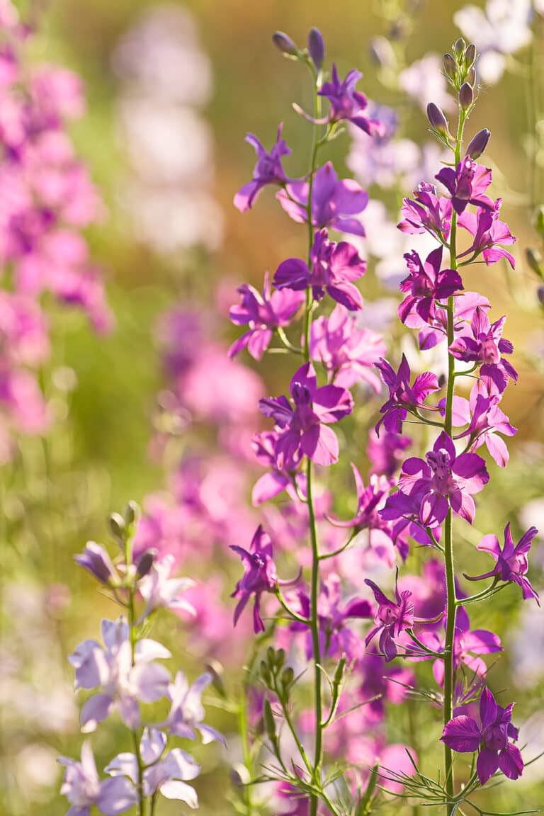 Larkspur Flowers: A Beginner's Guide to Growing Vibrant Larkspurs
