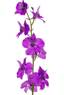 Larkspur Flowers: A Beginner's Guide to Growing Vibrant Larkspurs