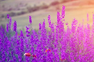 Larkspur Flowers: A Beginner's Guide to Growing Vibrant Larkspurs