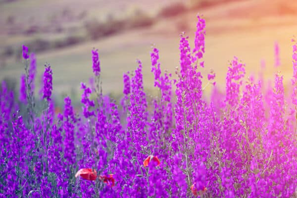 Larkspur Flowers: A Beginner's Guide to Growing Vibrant Larkspurs