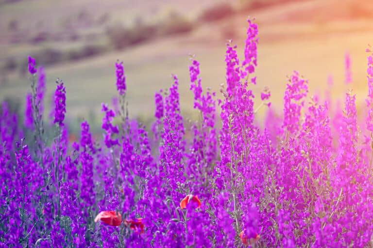 Larkspur Flowers: A Beginner's Guide to Growing Vibrant Larkspurs