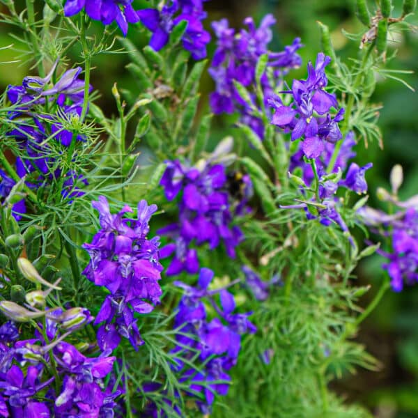 Larkspur Flowers: A Beginner's Guide to Growing Vibrant Larkspurs