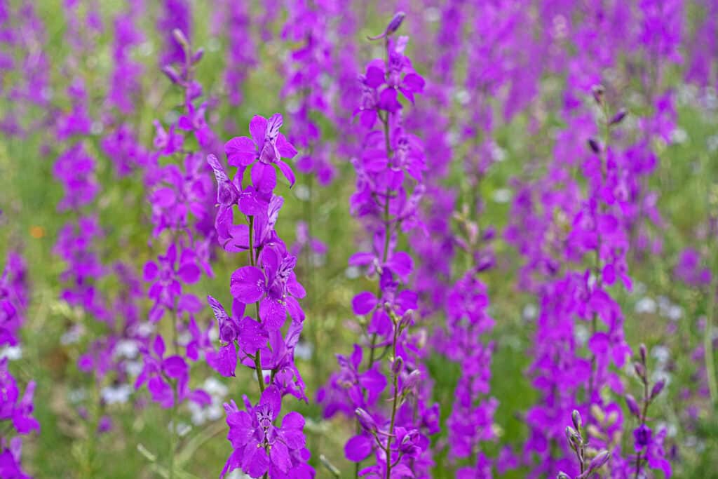 Larkspur Flowers: A Beginner's Guide to Growing Vibrant Larkspurs