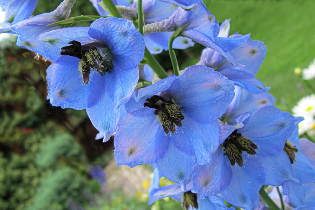Larkspur Flowers: A Beginner's Guide to Growing Vibrant Larkspurs