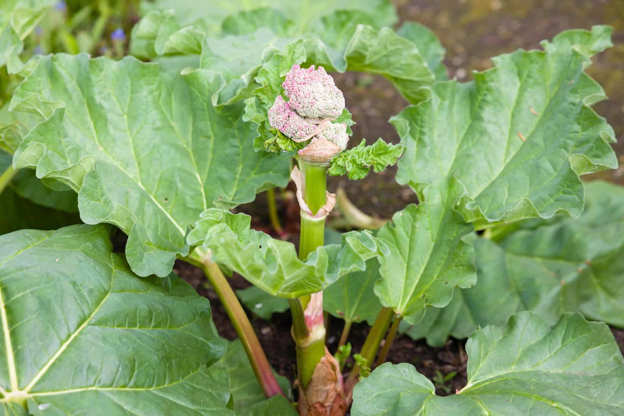 Harvesting Rhubarb: Tips and Techniques for a Bountiful Crop