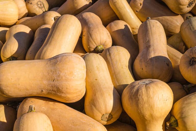 Harvesting Butternut Squash - The Ultimate Guide