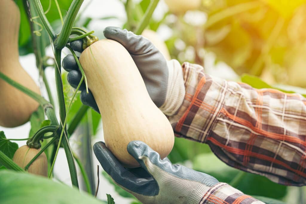 Harvesting Butternut Squash - The Ultimate Guide