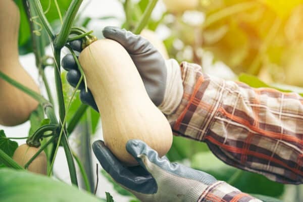 Harvesting Butternut Squash - The Ultimate Guide