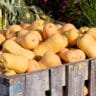 Harvesting Butternut Squash - The Ultimate Guide