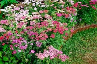 Planting Yarrow Made Easy: Tips and Tricks for Garden Success