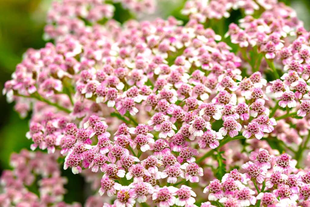 Planting Yarrow Made Easy: Tips and Tricks for Garden Success