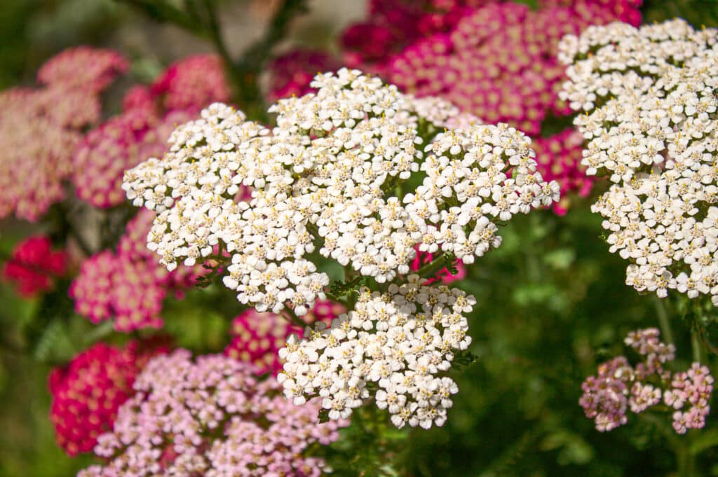Planting Yarrow Made Easy: Tips and Tricks for Garden Success