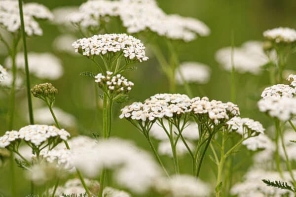 Planting Yarrow Made Easy: Tips and Tricks for Garden Success