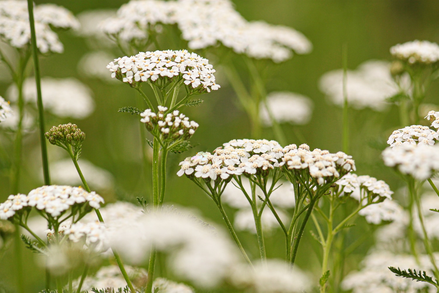 Planting Yarrow Made Easy: Tips and Tricks for Garden Success