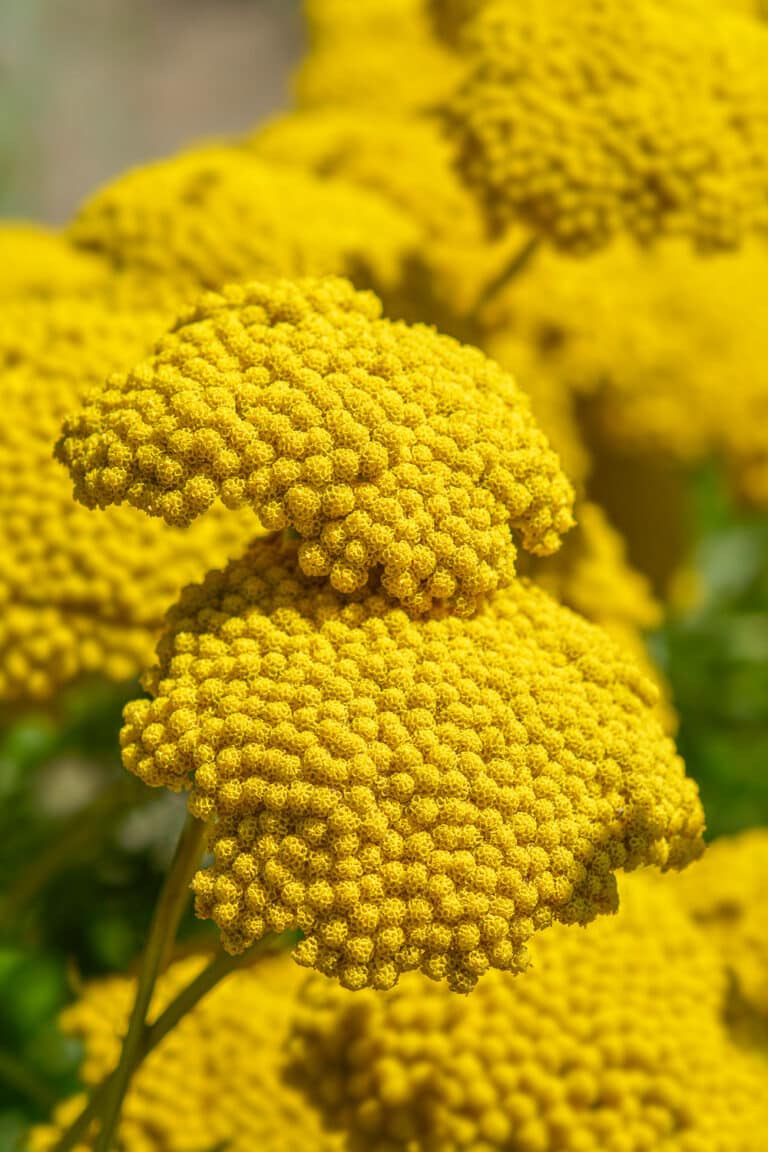 Planting Yarrow Made Easy: Tips and Tricks for Garden Success