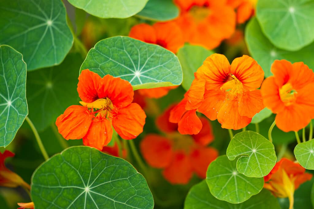 Plants That Repel Bugs & Pests Away From the Garden