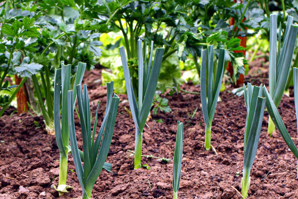 Plants That Repel Bugs & Pests Away From the Garden