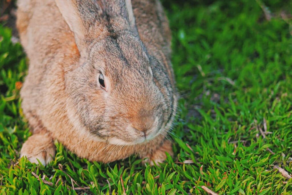 How To Keep Rabbits Out of Garden Beds - Naturally