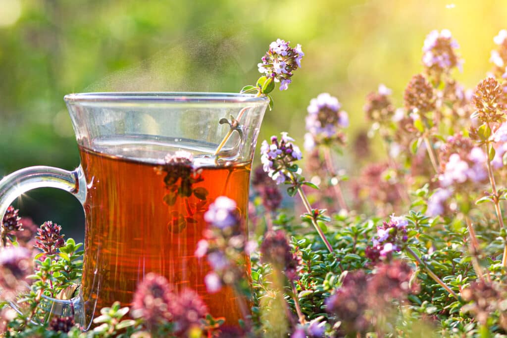 Tea Time Anytime: A Guide to Growing An Impressive Tea Garden