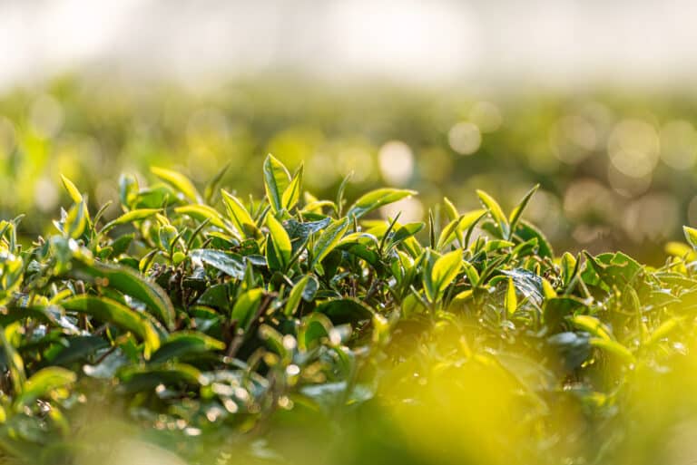 Tea Time Anytime: A Guide to Growing An Impressive Tea Garden