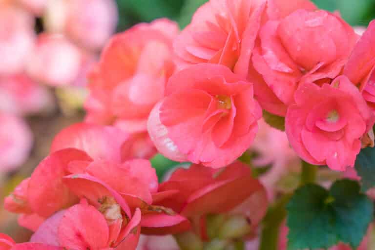 Types of Begonias: Discover The Diversity of Begonia Flowers