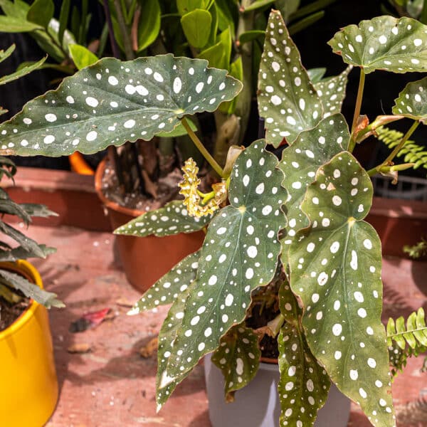Types of Begonias: Discover The Diversity of Begonia Flowers