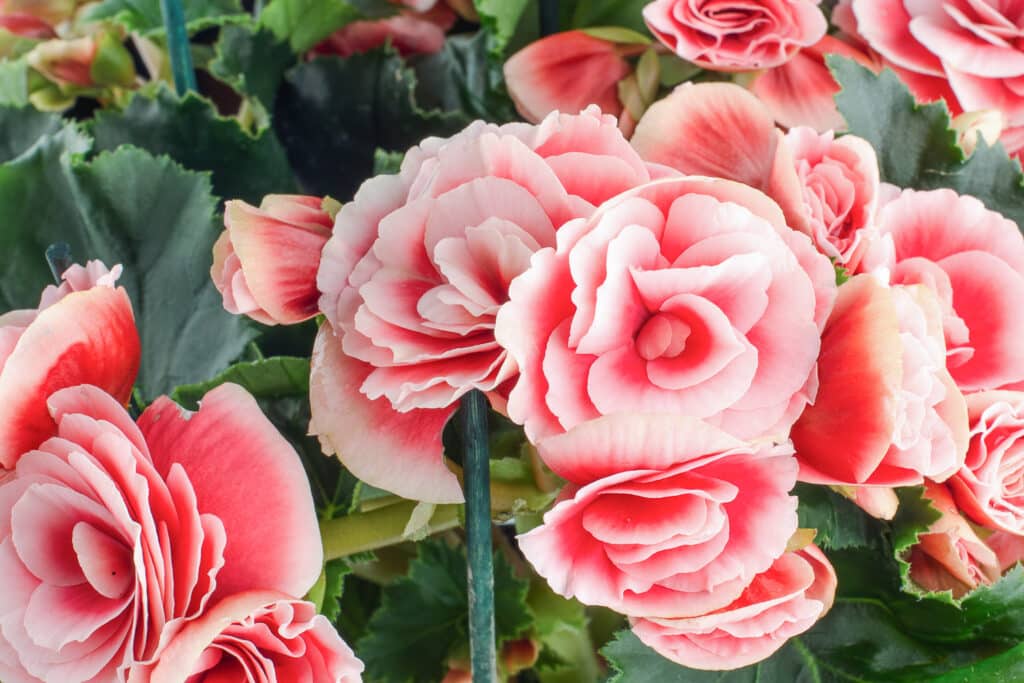 Types of Begonias: Discover The Diversity of Begonia Flowers