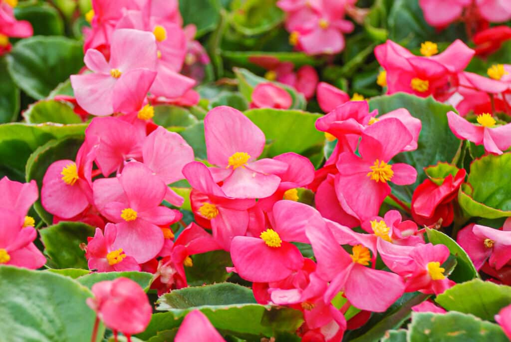 Types of Begonias: Discover The Diversity of Begonia Flowers