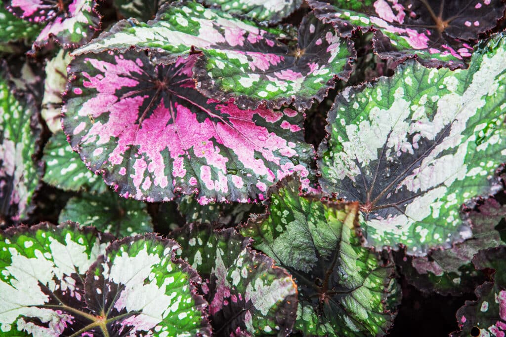 Types of Begonias: Discover The Diversity of Begonia Flowers