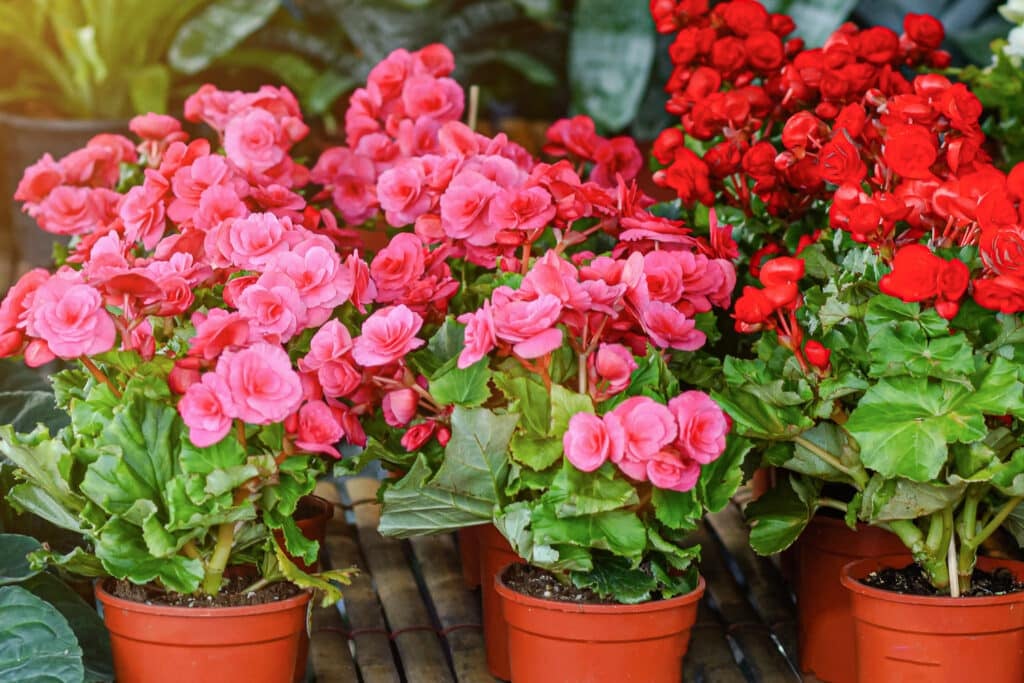 Types of Begonias: Discover The Diversity of Begonia Flowers