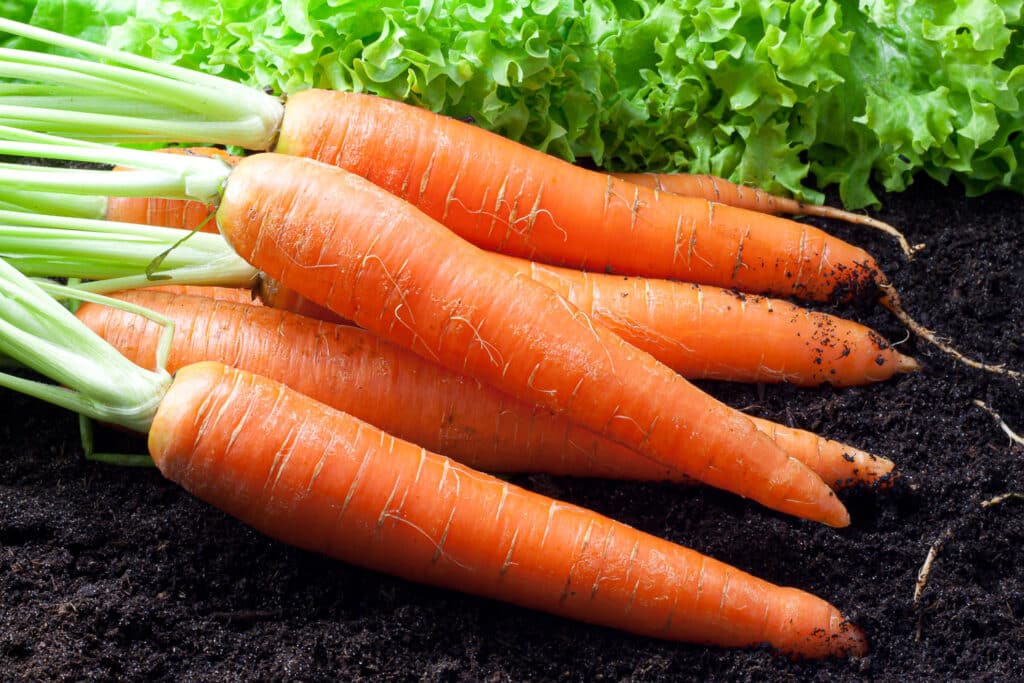How and When to Harvest Carrots For Taste & Nutrition