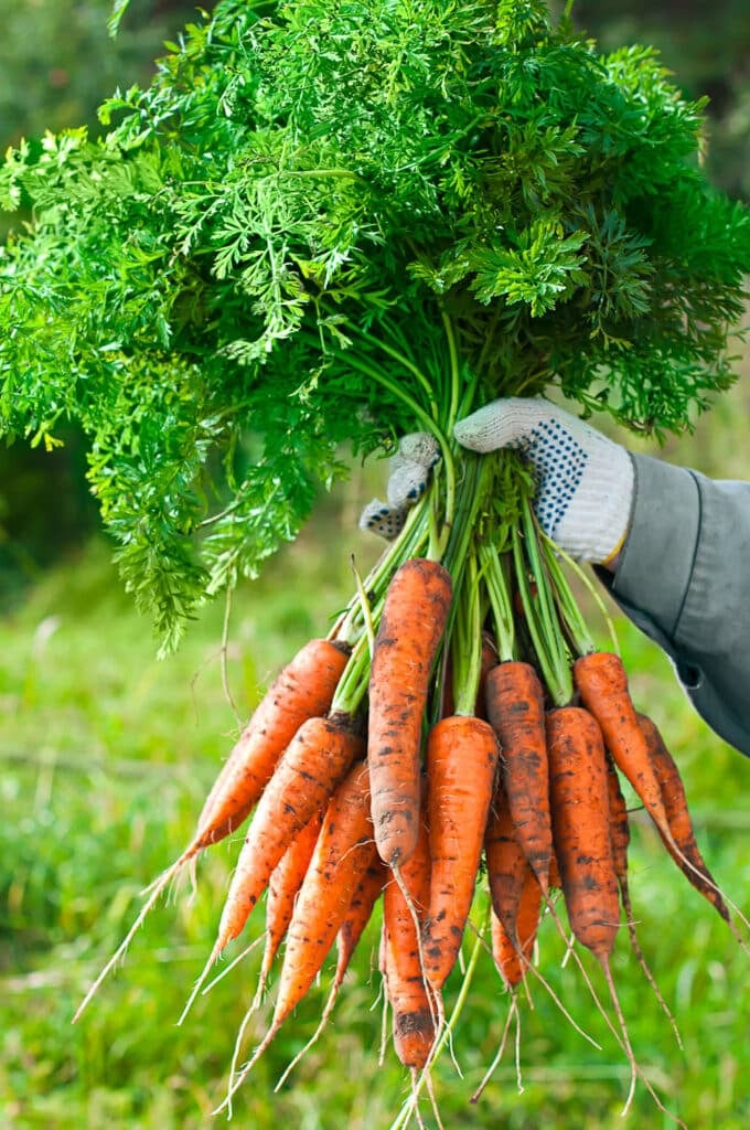 How and When to Harvest Carrots For Taste & Nutrition