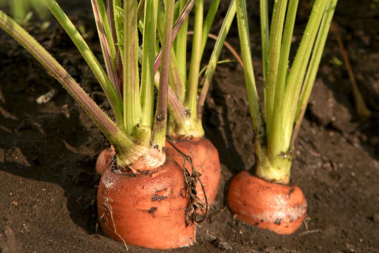 How and When to Harvest Carrots For Taste & Nutrition
