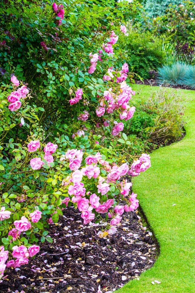 The 10 Best Companion Plants For Roses
