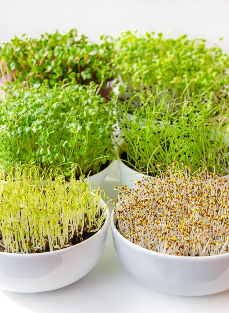 Growing Microgreens Indoors - Suprising Nutrition!