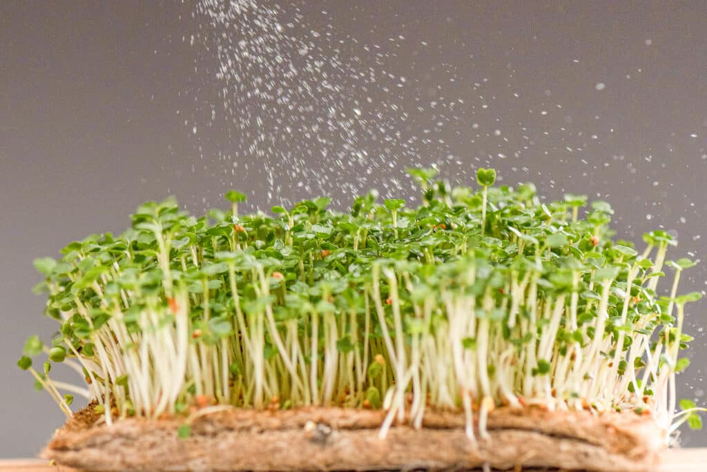 Growing Microgreens Indoors - Suprising Nutrition!