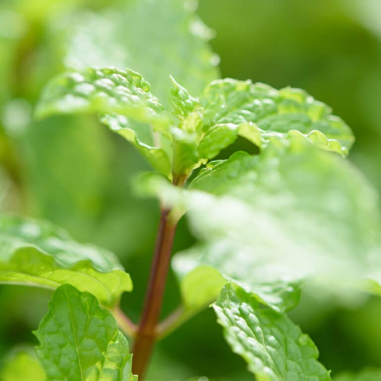 How to Harvest Mint Without Damaging Your Plants