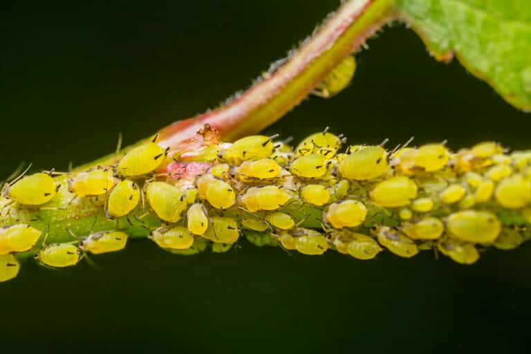 Aphids: How to Organically Control Aphids in The Garden