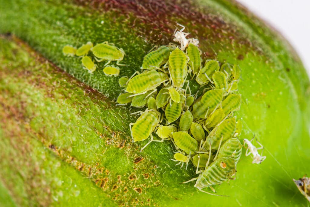 Aphids: How to Organically Control Aphids in The Garden