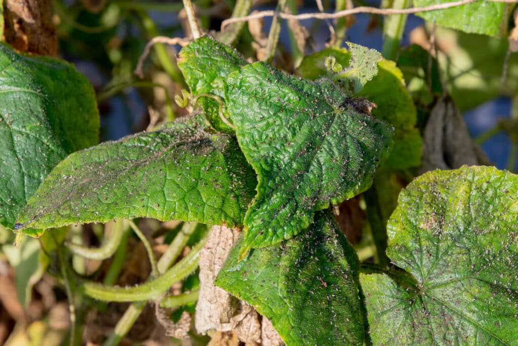 Aphids: How to Organically Control Aphids in The Garden