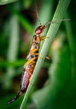 How To Get Rid of Earwigs In Your Vegetable Garden - Organically!